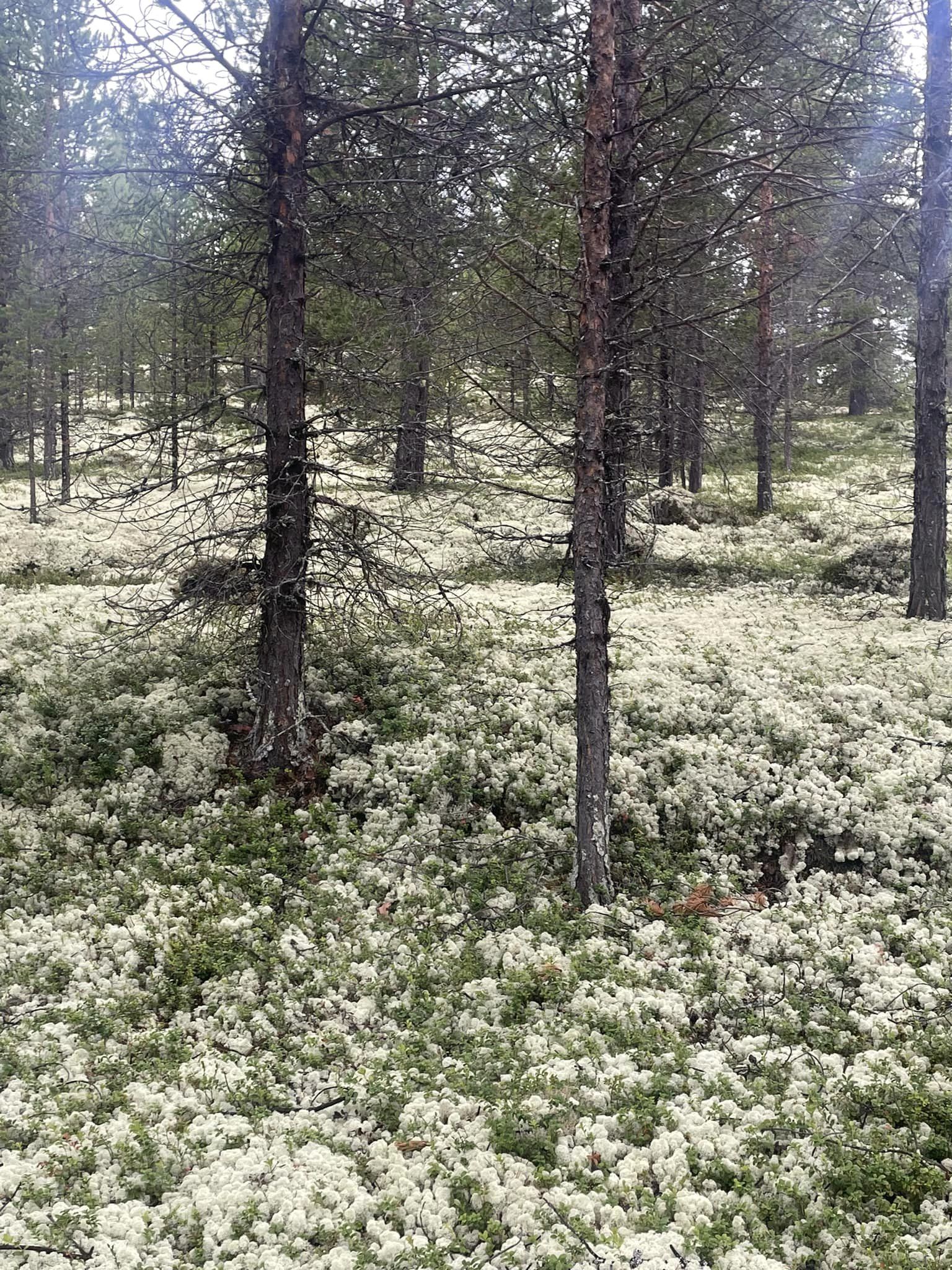 Fantastiske Vardmoan Landskapsvernområde - Alvdal Turforening