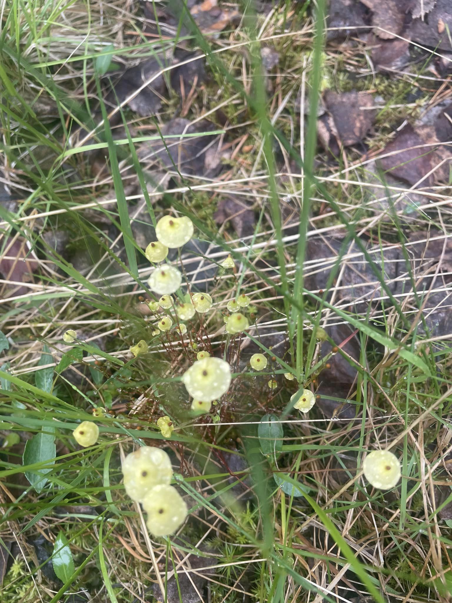Fantastiske Vardmoan Landskapsvernområde - Alvdal Turforening